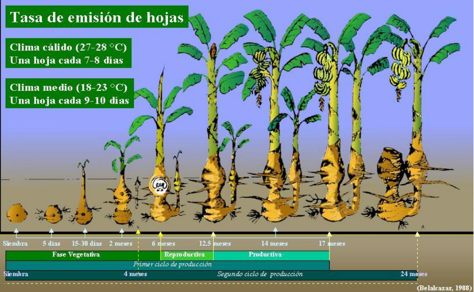 Prácticas de precosecha, cosecha y poscosecha del Bananito o Banano ...