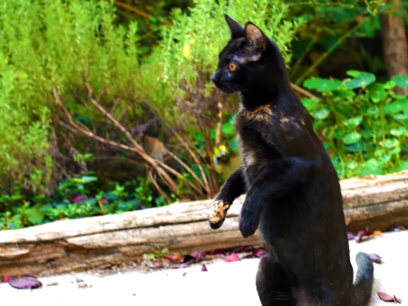 Big City Little Kitty: Beautiful Raptor is ready for her furrever home