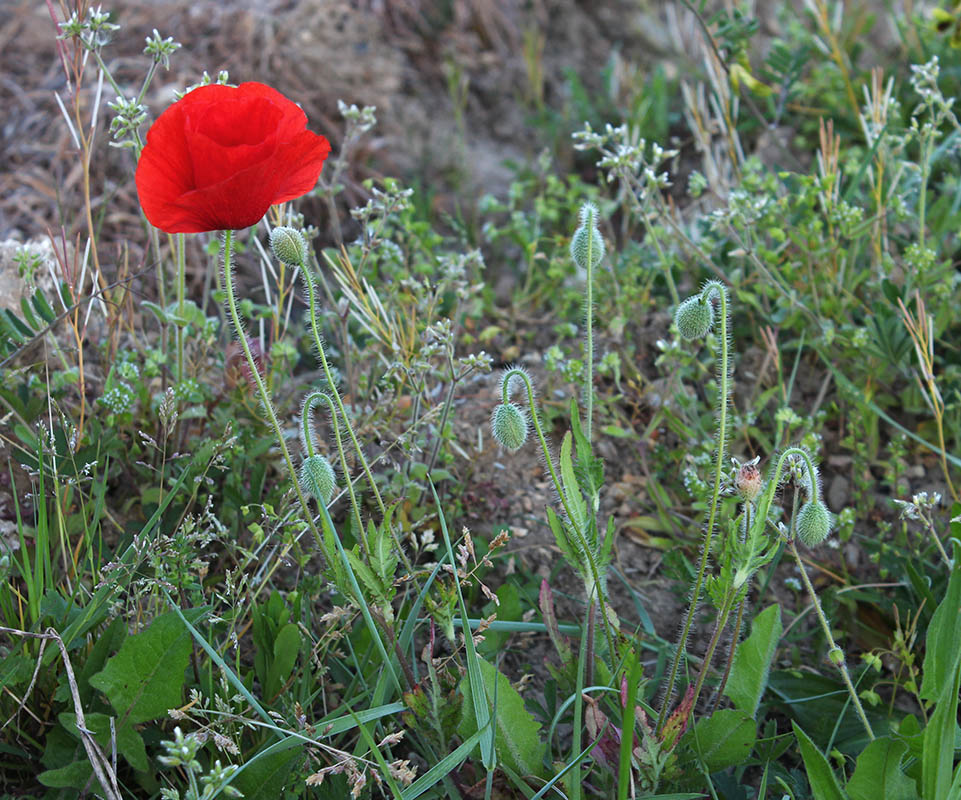 wcs: The first poppy