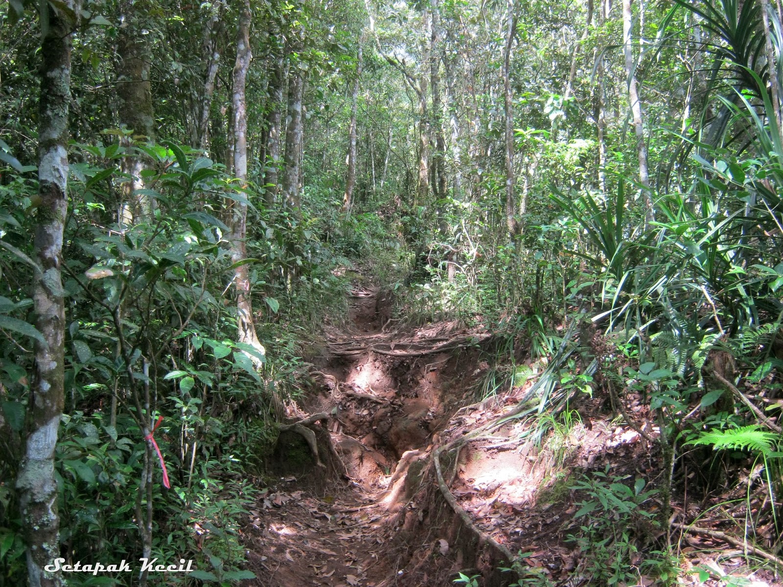 SETAPAK KECIL: Gunung Cikuray - Pendakian Dengkul Ketemu Dada