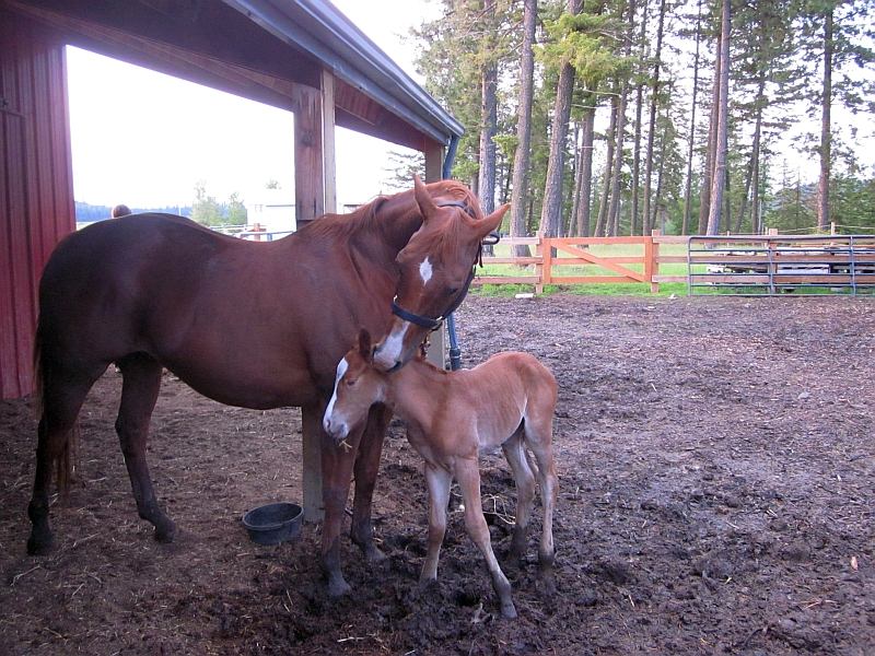 Rural Revolution: Cute colt