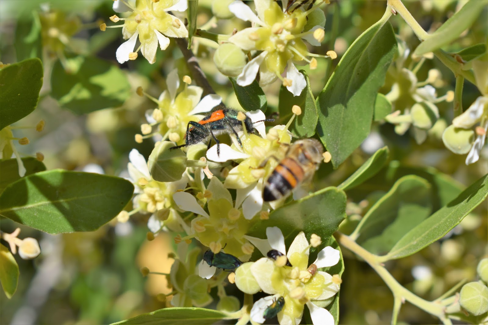 Fernando Ruz: Plantas nativas de Chile: Quillay, küllay, Quillaja saponaria