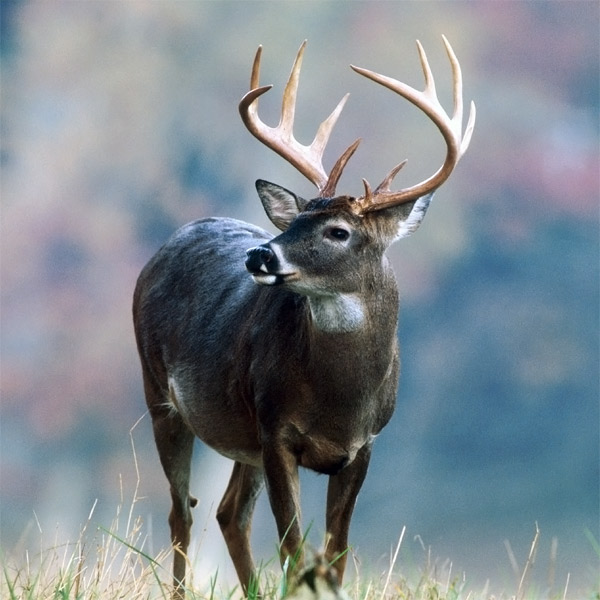 Geyik nedir? Geyik ile ilgili deyimler ve anlamları - Laf Sözlük