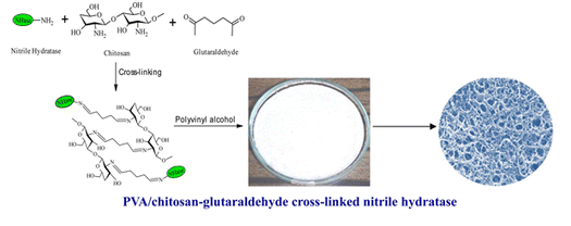 Nzomics : PVA-chitosan based immobilization of NHase for dynamic ...