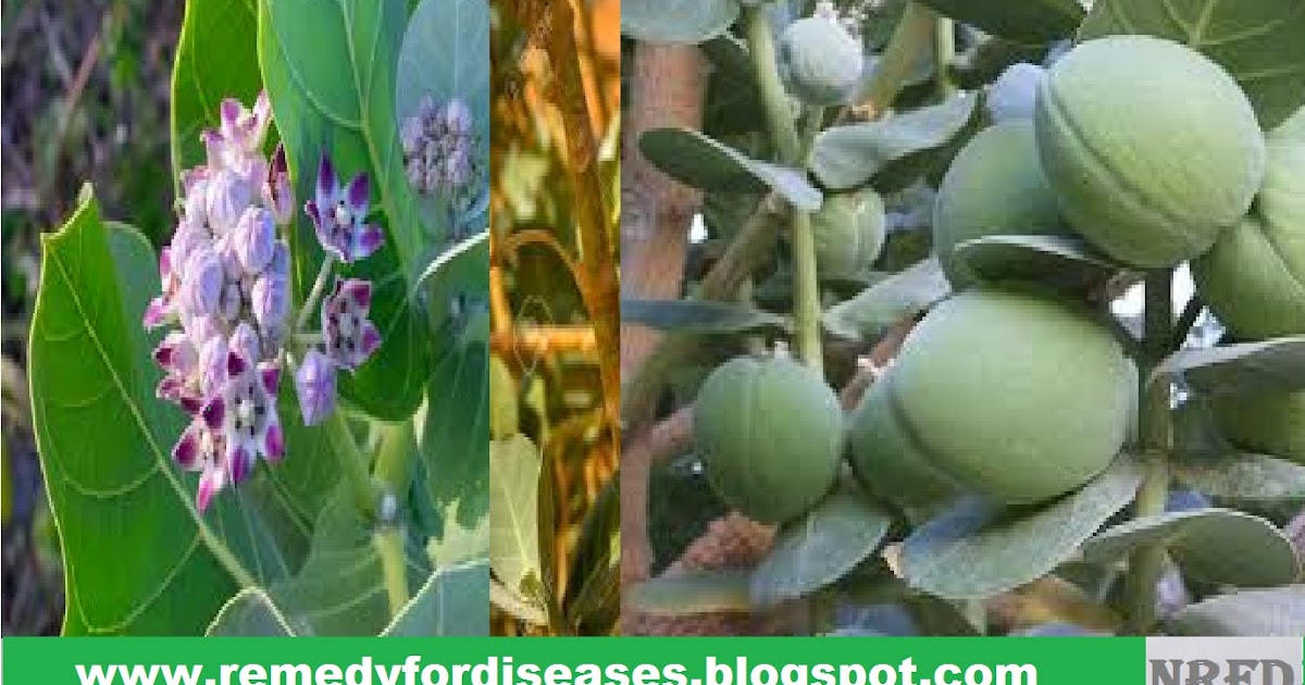 NRFDI BLOG: BENEFITS OF EWE BOMU-BOMU--->>SODOM APPLE