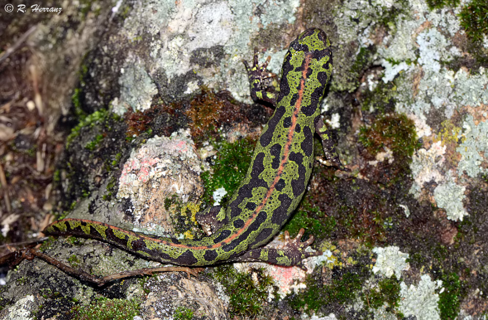 fotosricardo-h: TRITÓN PIGMEO - Southern marbled newt