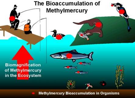 The Fisheries Blog: Mercury in fish, what should I eat?