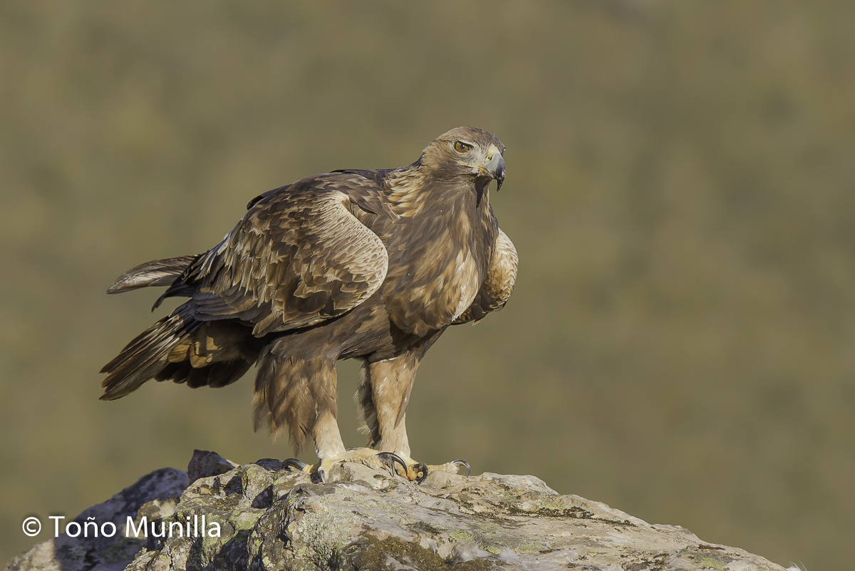 Aves de Navarra/Nafarroako hegaztiak