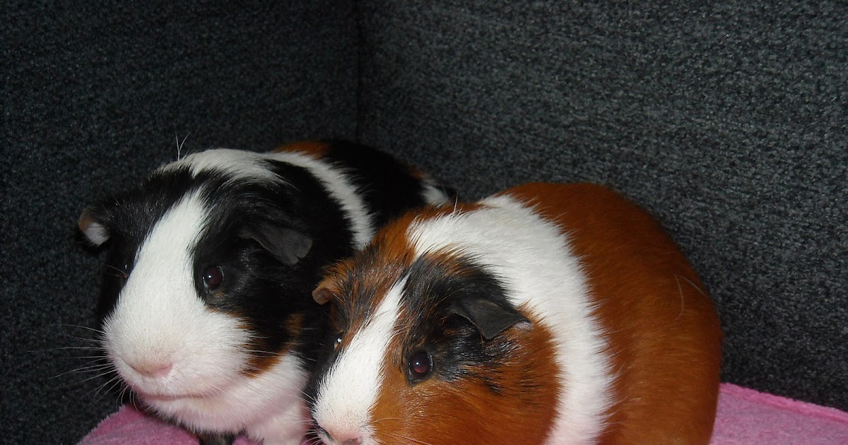 Cavia Achtergronden