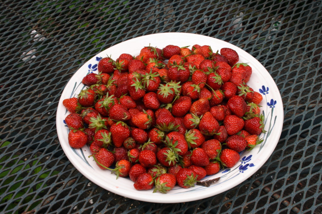 My Virtual Maryland Garden: Fragaria 'Mara des Bois', a yummy strawberry