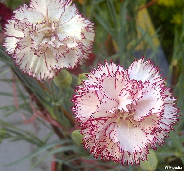 Jom Tanam Bunga: Bunga Turki?