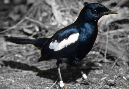 Cara Merawat Burung Kacer Agar Cepat Gacor - Trik Cara Merawat Burung