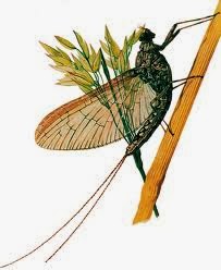 Public Information Library: Larawan ng iba't-ibang mga insekto