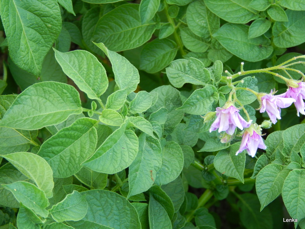 Bylinky ze Salaše: Lilek brambor, též brambor obecný či brambor hlíznatý