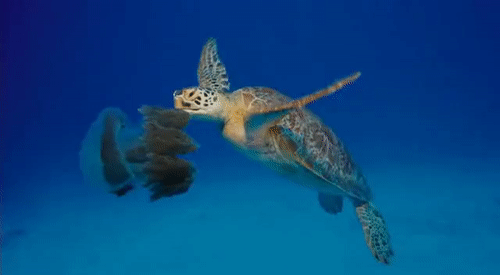 GEOGRAFI LINGKUNGAN: USAHA PELESTARIAN PENYU DI INDONESIA