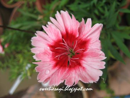 SweetieSaQi: Bunga Teluki or Carnations