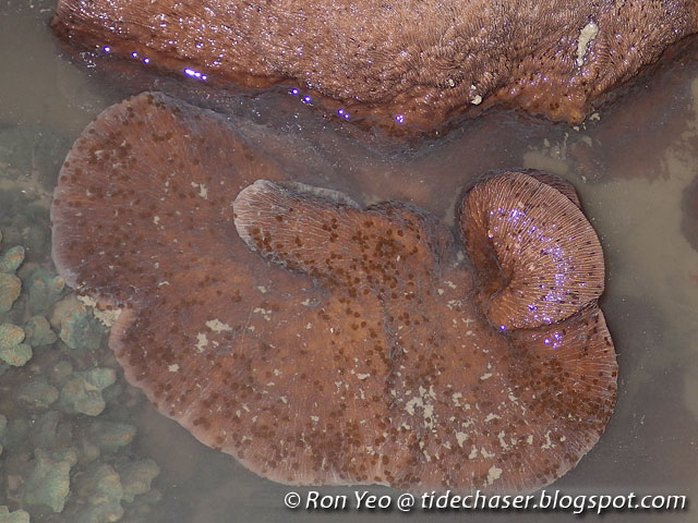 tHE tiDE cHAsER: Acoel Worms (Phylum Acoelomorpha) of Singapore