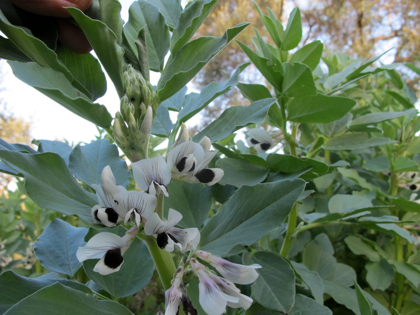 FLORA NEL SALENTO e.. anche altrove: Vicia faba L.- Fabaceae - Fava