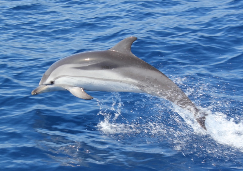 The Voyage of the Mighty Tenho: sailing around the Peloponnese