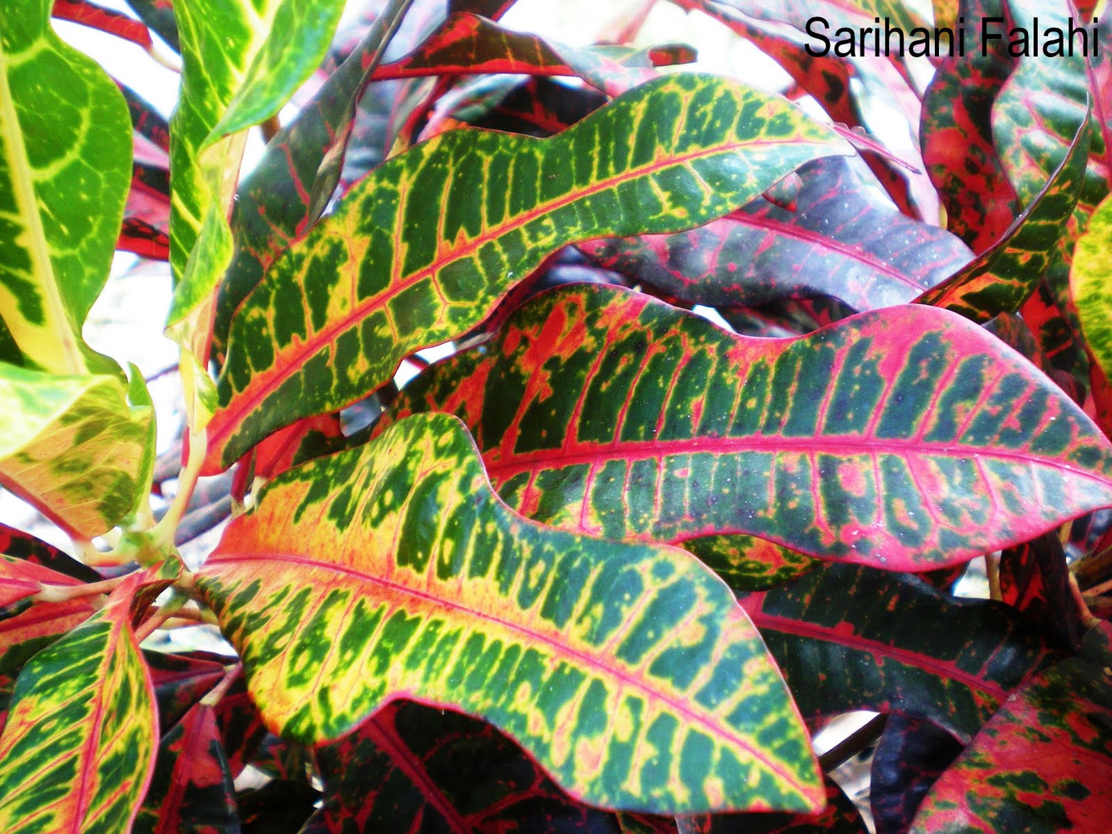 Hati Berdetik dan Berbisik: Elok Tanam Pokok Puding