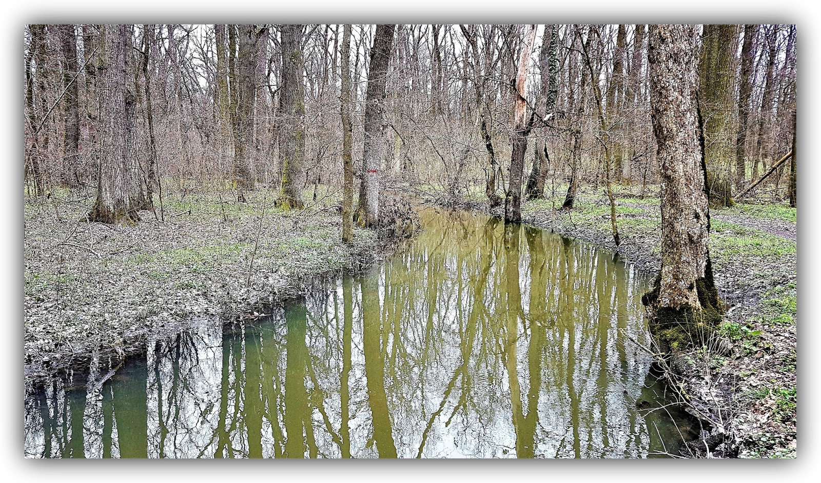 O plimbare prin padure