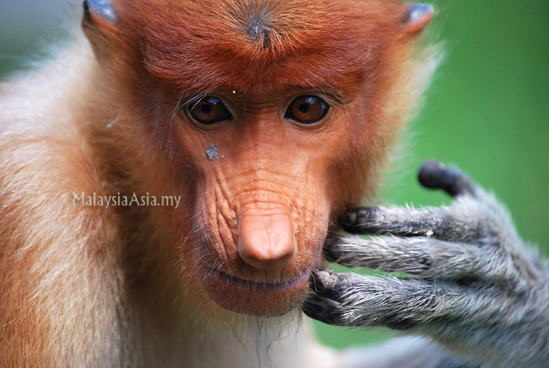 Proboscis Monkey Pictures from Sabah Borneo
