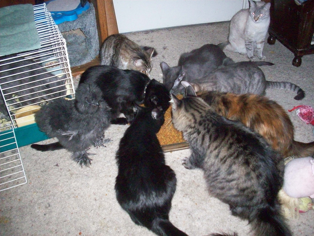 Laurie's Hard Luck Cat House: The Care and Feeding of the Horde