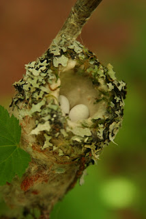 North Cascades Basecamp: Calliope Hummingbirds- Daily observations on a ...