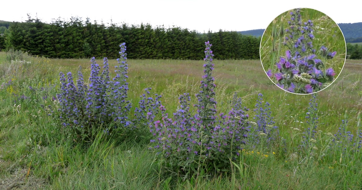 Flore & Botanique: Vipérine commune