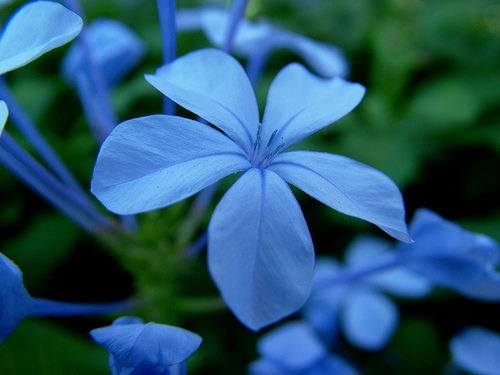 All photos gallery: Blue flower pictures, picture of blue flowers