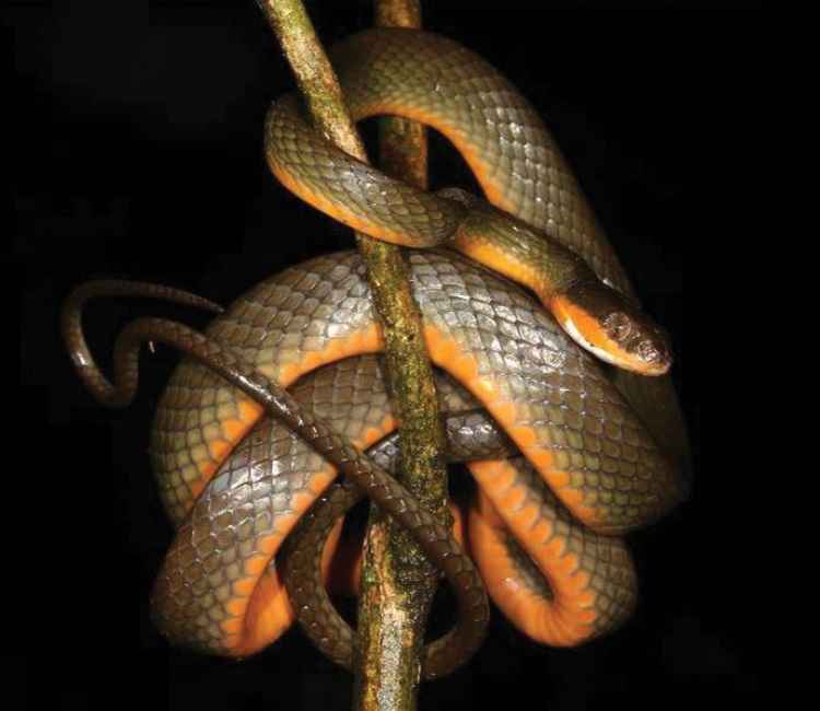Species New to Science: [Herpetology • 2019] Dipsadoboa montisilva • A ...