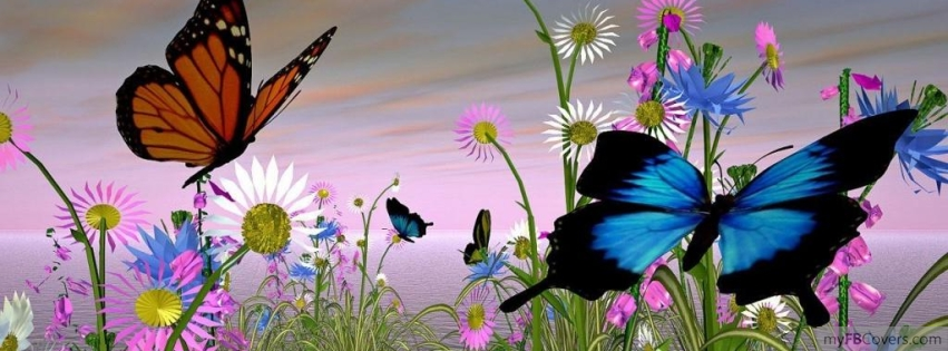 My Fb Covers: Beautiful Butterflies facebook cover