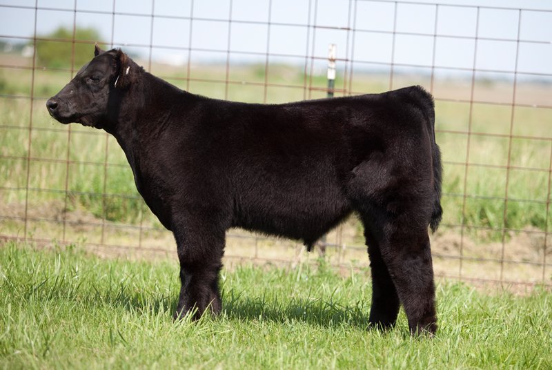 Lautner Farms: I-80 Bull Calf - Dan Shike