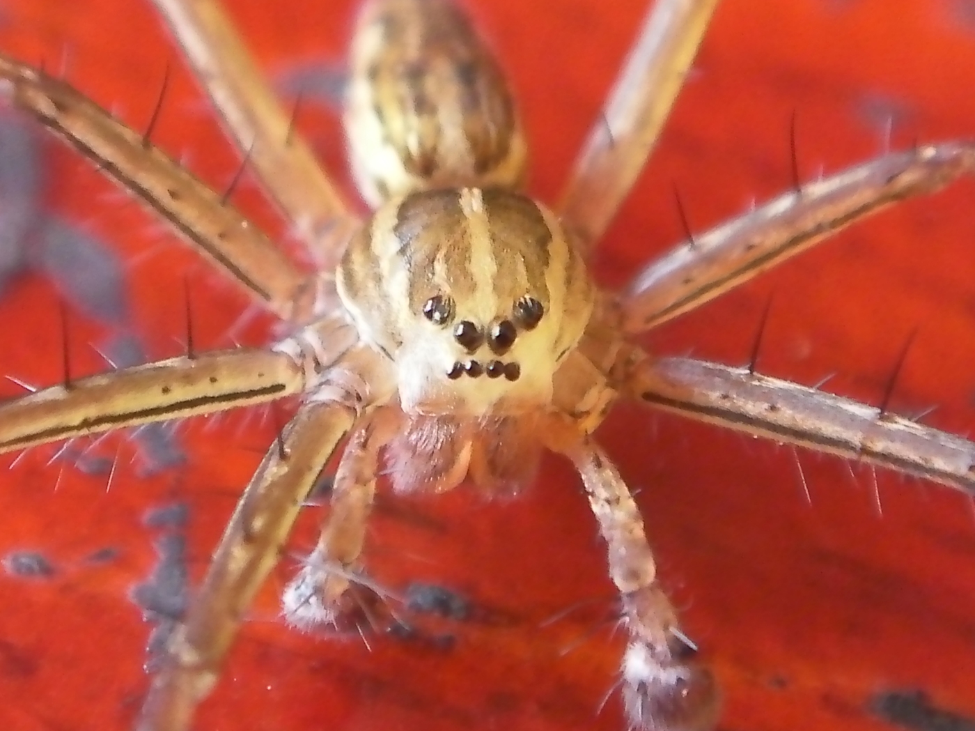 Quaoar Power Zoo: nursery web spider (Tinus ursus) - Montezuma, Costa Rica