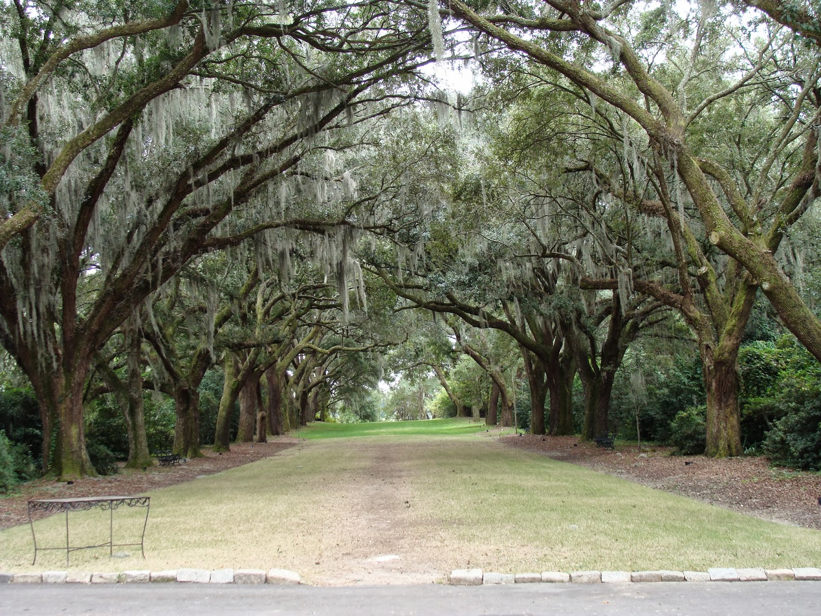 THE SIMMONS SAGA: Charleston's Original Colony