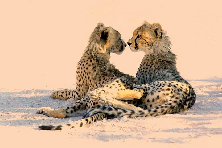 The Great Wildebeest Migration: Peter Hall Artist