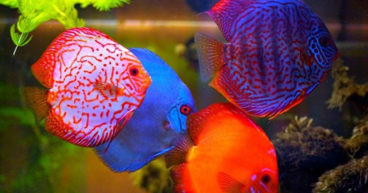 budidaya perikanan : Cara Mudah Budidaya Ikan Discus