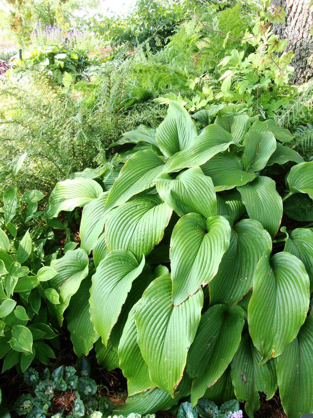 danger garden: A visit to Terra Nova Nurseries