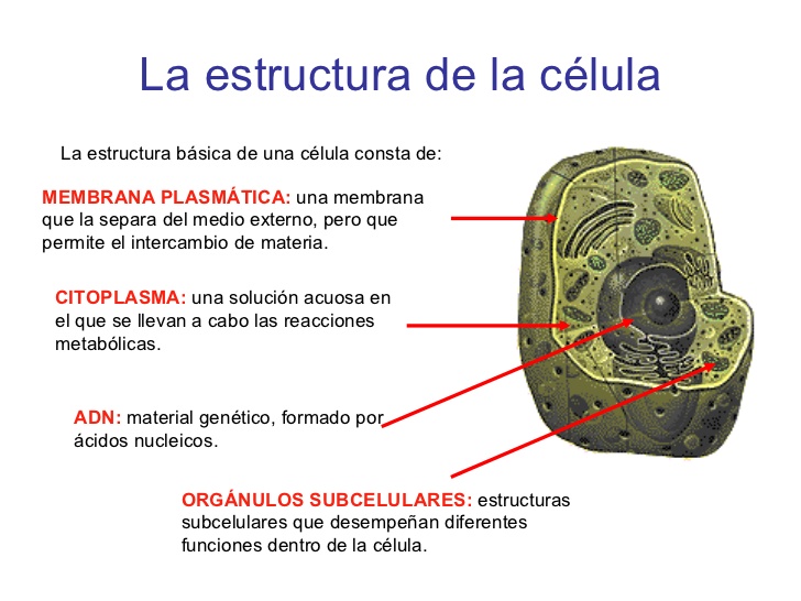 Clase De Biologia: Estructura celular.