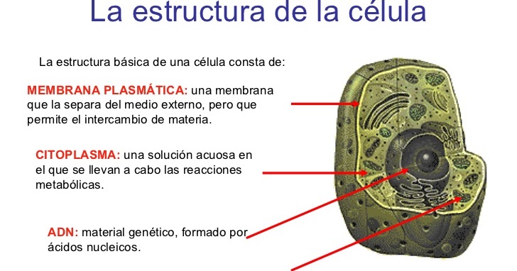Clase De Biologia: Estructura celular.