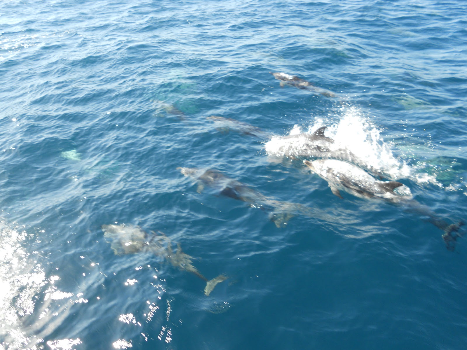 Delfines, ballenas y orcas en Tarifa: ¡Llegaron los Reyes Magos!