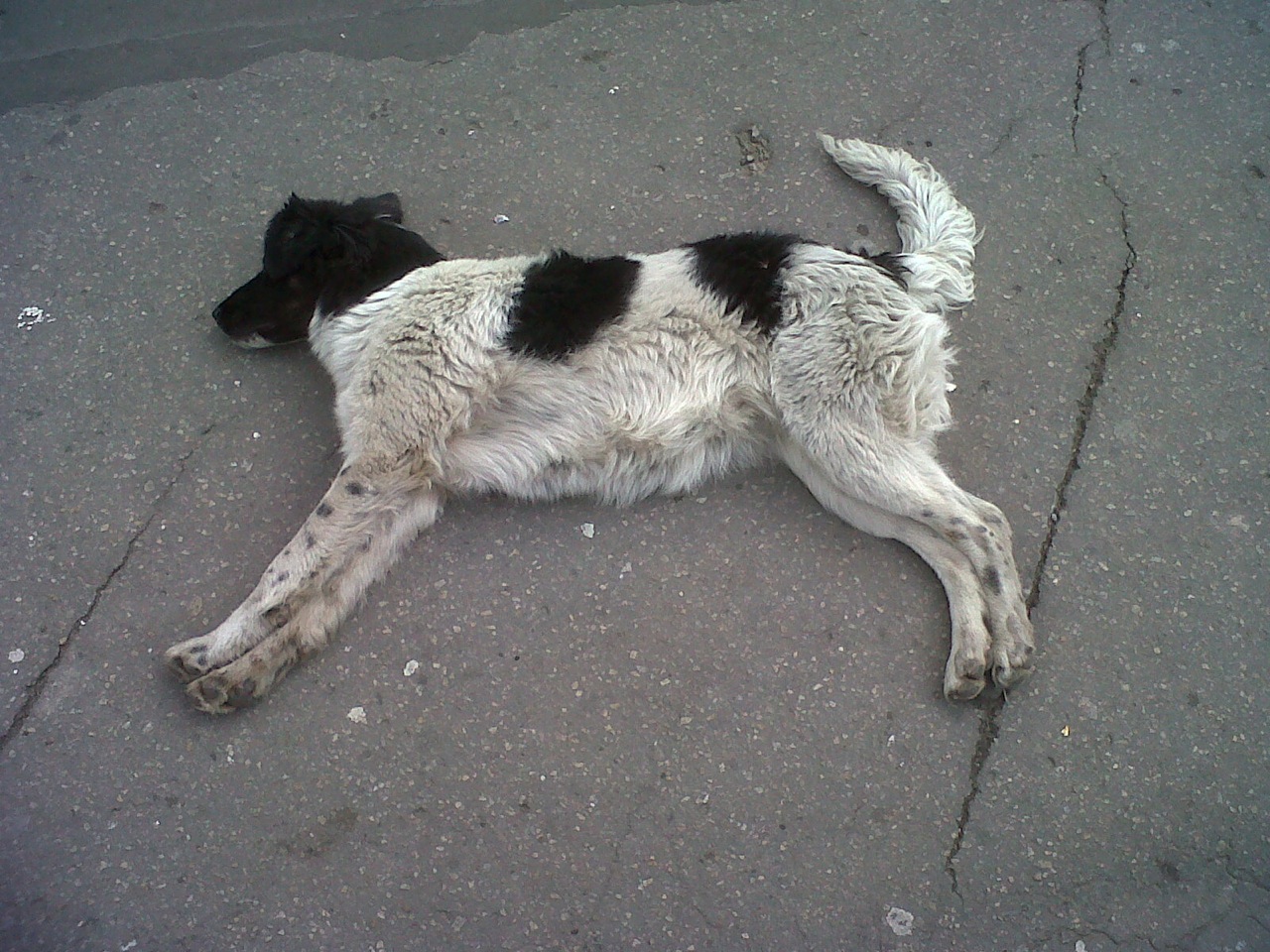 CastaFeletti. perros: perro dormido o muerto?