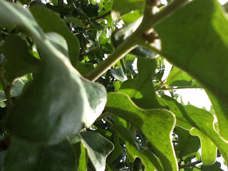 Photography Project: Close Up Examples