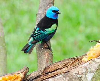 The Plumed Conch: The Quimbya Treasure - Columbia, South America