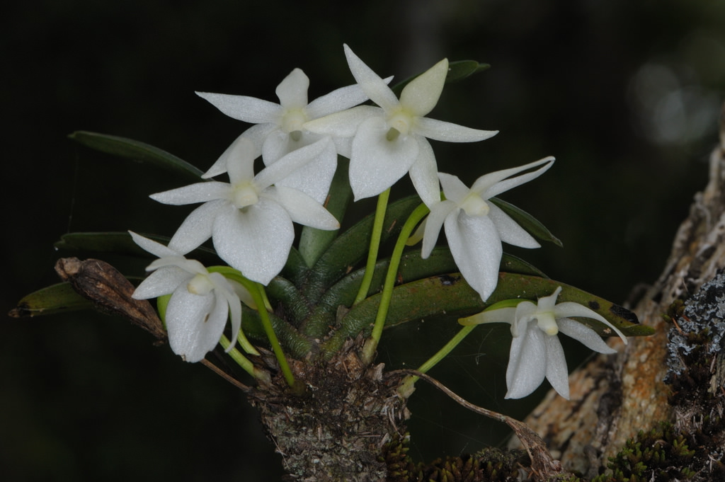 Angraecum cucullatum orchid plant care and culture | Travaldo's blog