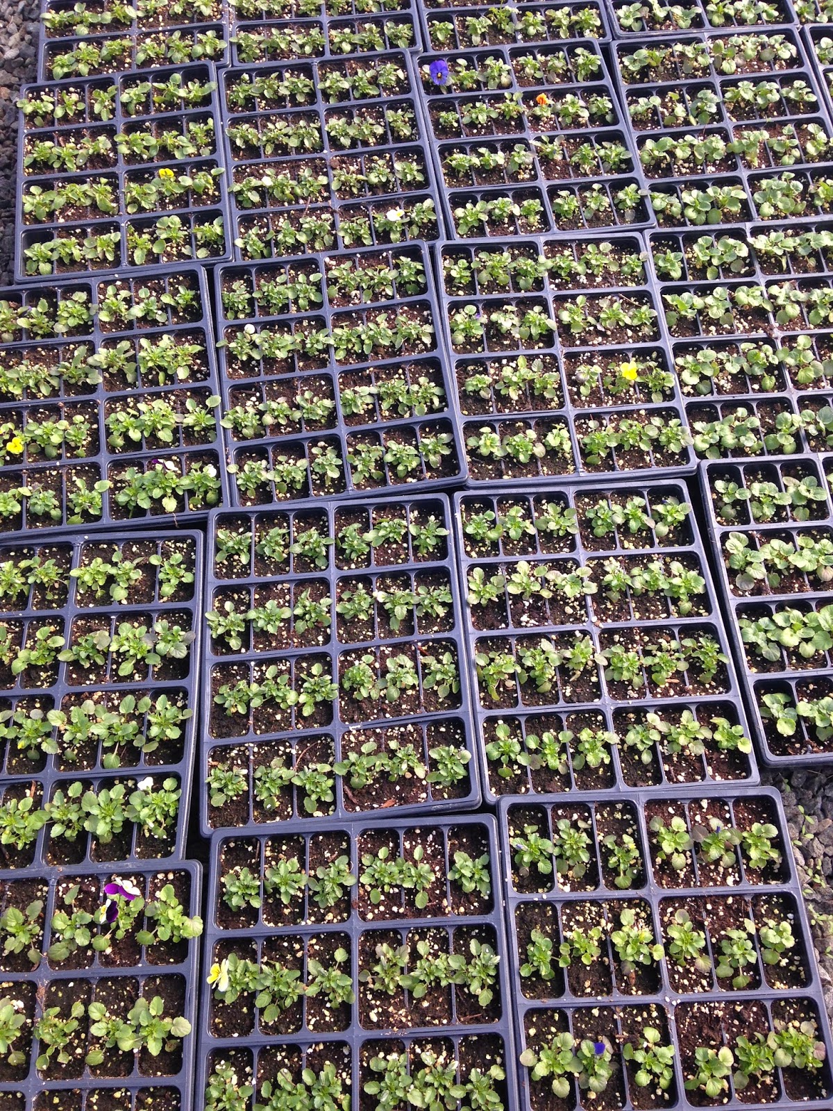 Stony Hill Farms CSA: Getting Ready for Spring Planting