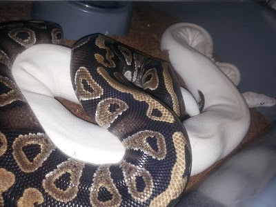 Radioactive Reptiles