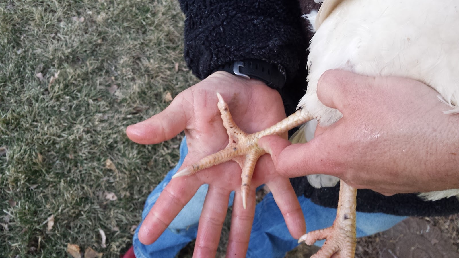 CO-Horts: Determining Your Hen’s Productivity