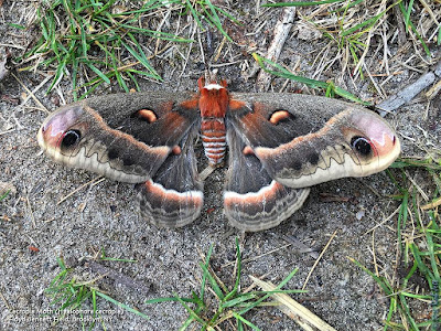 The City Birder: Friday's Foto