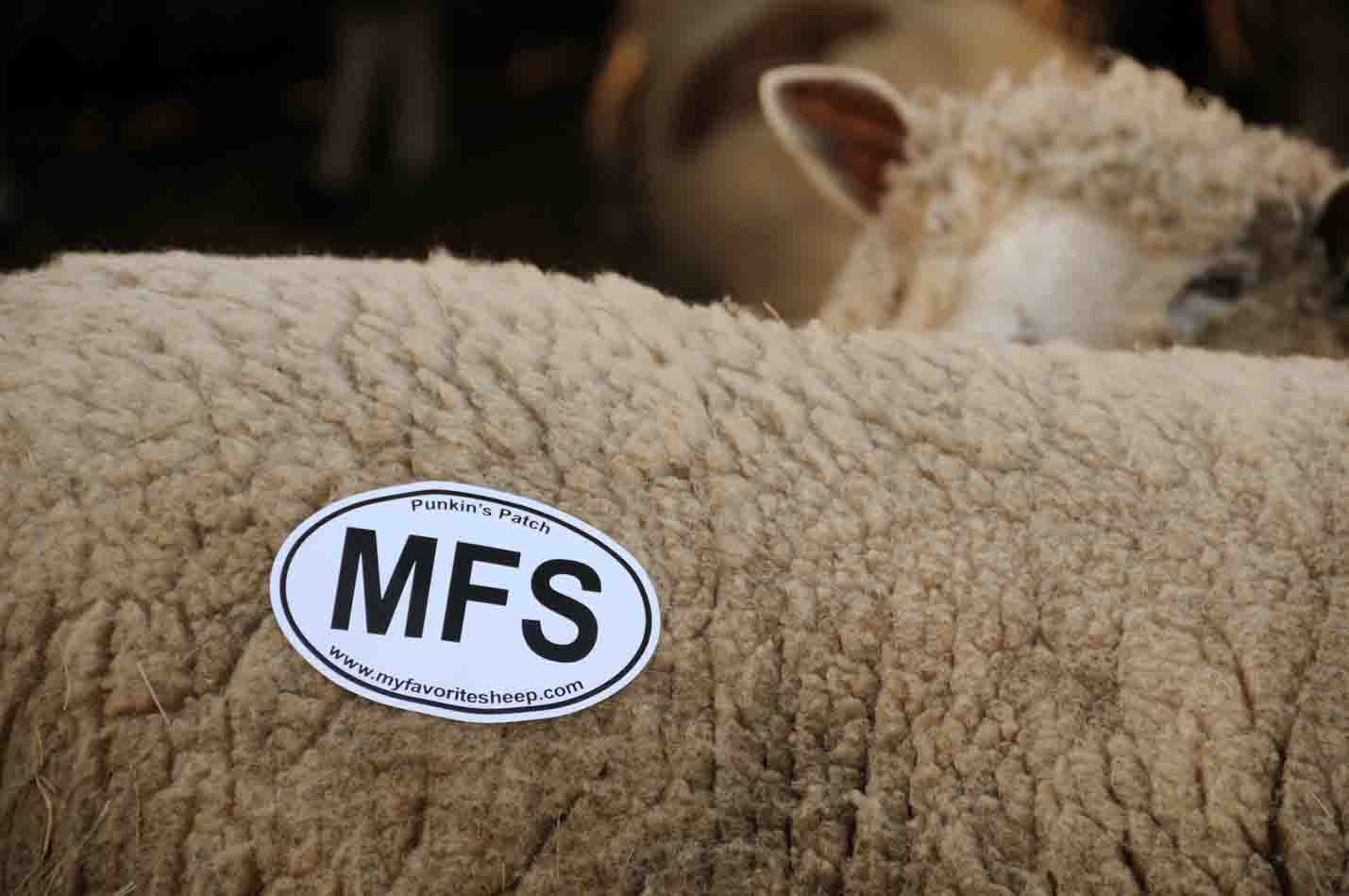 More Favorite Sheep: My Favorite Sheep